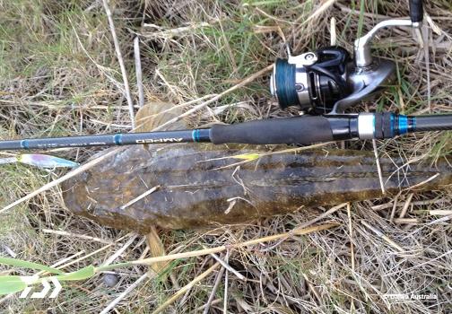 Fan gallery #3005 – Daiwa NZ